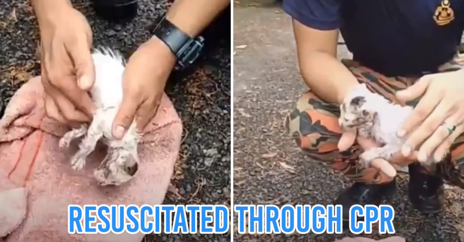 Kedah Fireman Performs CPR On Injured Kitten, Goes Viral On American ...