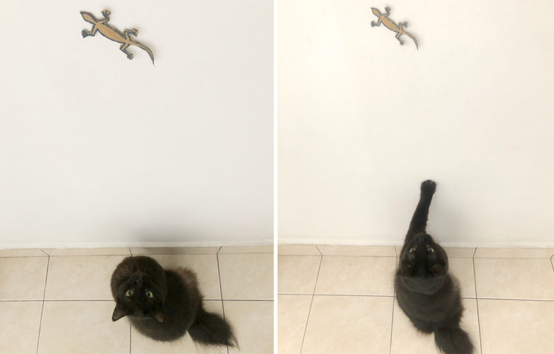 3-Legged Cat Determined To Catch Fake Lizard Made By Owner, Melts ...