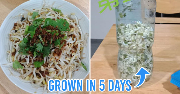 M'sian Woman Grows Taugeh In Plastic Bottle During MCO, Shares Hacks On ...