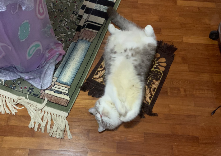 M'sian Cats "Pray" Next To Their Owners, Some Even Have Mini Prayer ...