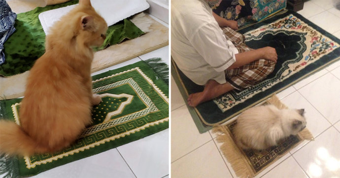 M'sian Cats "Pray" Next To Their Owners, Some Even Have Mini Prayer ...