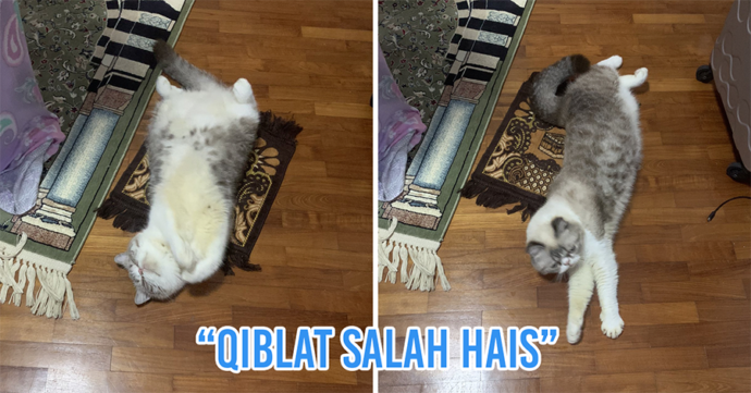 M'sian Cats "Pray" Next To Their Owners, Some Even Have Mini Prayer ...