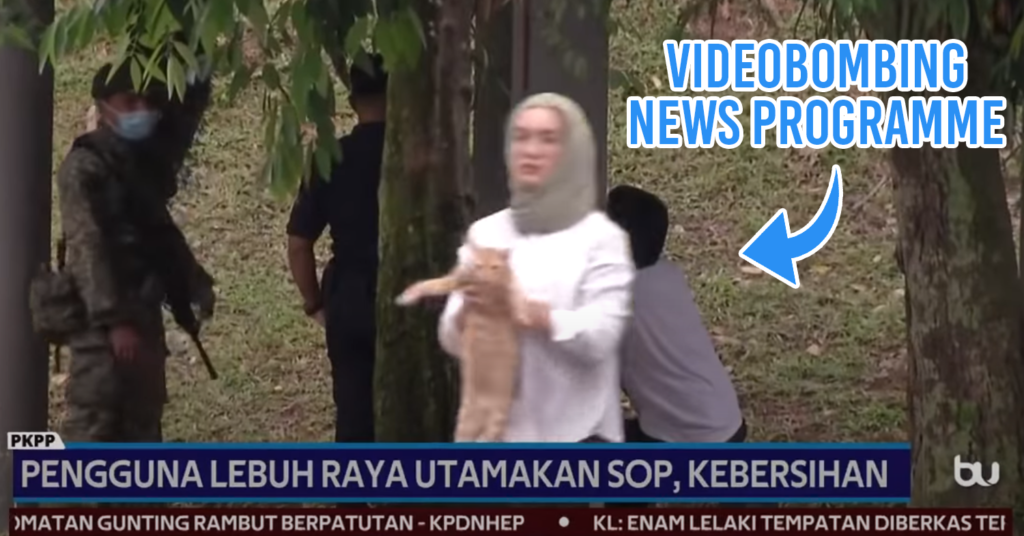 Cat Makes Cameo On "Highway SOP" News Report On Local TV, M'sians ...