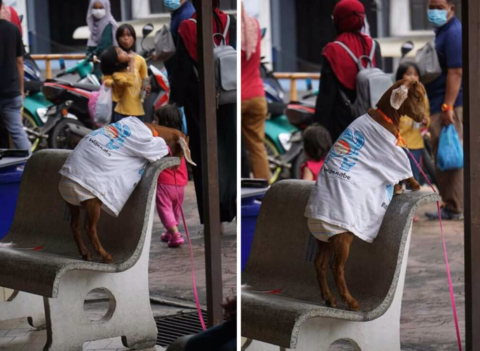 Malaysia's Most Well-Dressed Goat Spotted At Perlis Pasar
