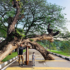 Slumping Rain Tree In Taiping Propped Up With Bars Continues To Thrive