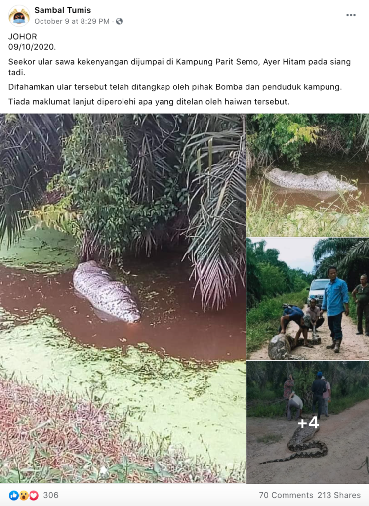 Villagers In Johor Kampung Caught Python Who Swallowed A Wild Boar