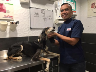 22 Veterinarians & Animal Hospitals In KL & Selangor