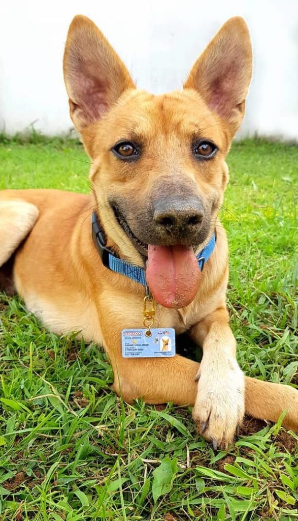 Pet IC That Looks Identical To Our MyKad Now Available For Fur Kids