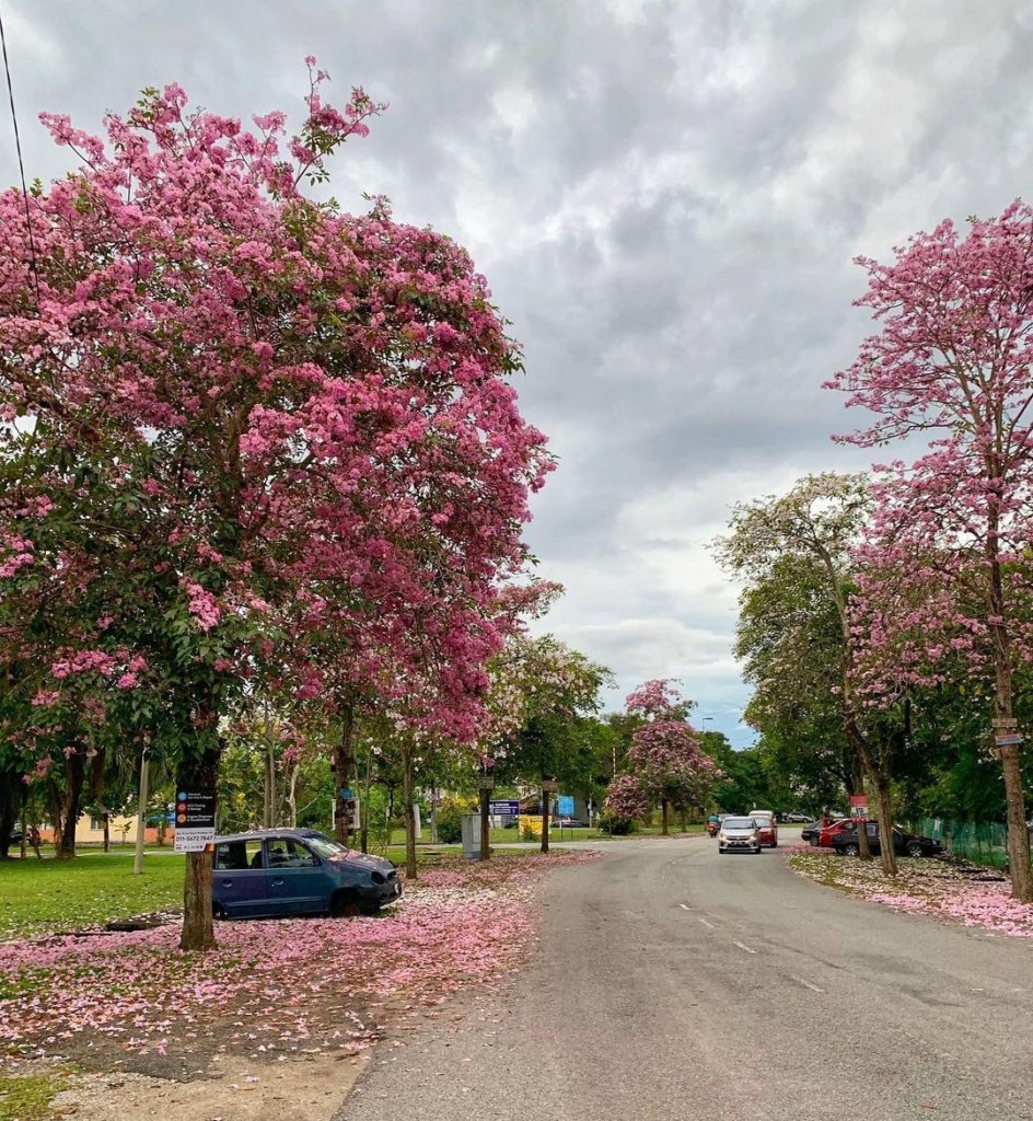 Tecoma Trees Blooming Around Malaysia Is Our Peak "Sakura Season"