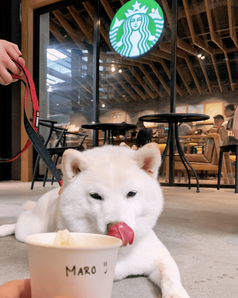 Starbucks Jaya One Has “Puppuccino” For Coffee Dates With Your Furkids