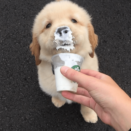 Starbucks Jaya One Has “Puppuccino” For Coffee Dates With Your Furkids