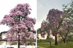 Tecoma Trees Blooming Around Malaysia Is Our Peak "Sakura Season"