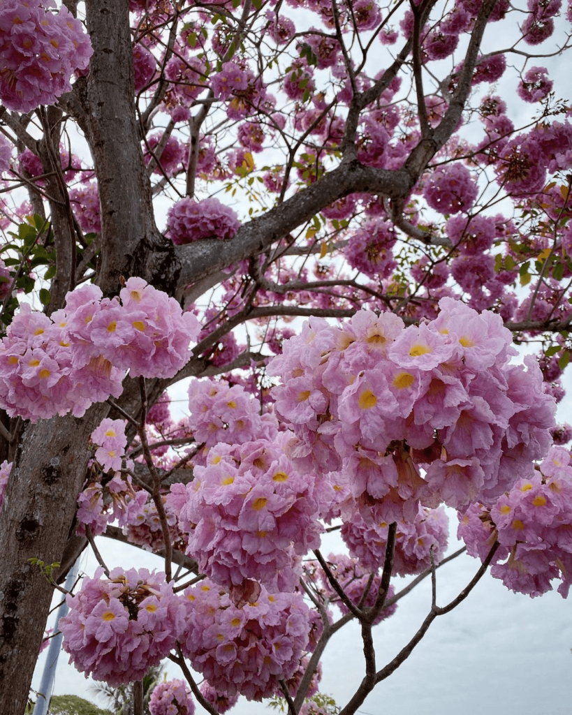 Tecoma Trees Blooming Around Malaysia Is Our Peak "Sakura Season"