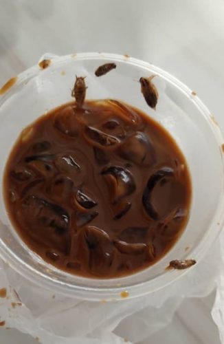 Man Allegedly Finds Cockroaches In Coffee, Eatery Says They're Stepping ...