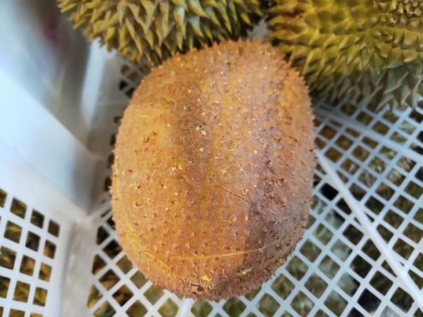 Malaysian Seller Shows Rare Durian "Botak" In Viral Video