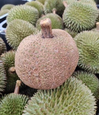 Malaysian Seller Shows Rare Durian "Botak" In Viral Video