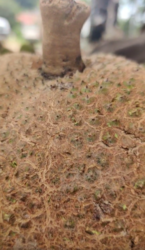 Malaysian Seller Shows Rare Durian "Botak" In Viral Video