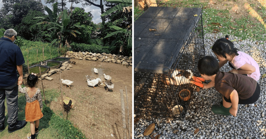 Kebun Kebun Bangsar: Free Family-Friendly Farm With Animals & Scenic ...