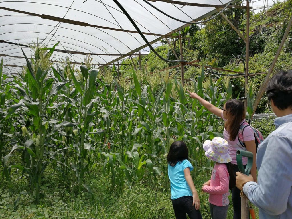 Terra Tree House: Immerse In Nature With Scenic Rainforest Views