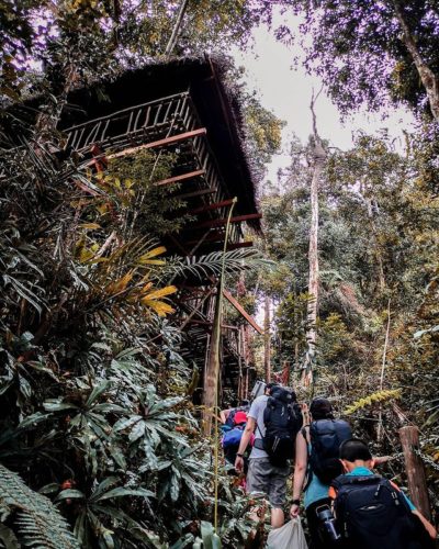 Terra Tree House: Immerse In Nature With Scenic Rainforest Views