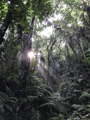 Terra Tree House: Immerse In Nature With Scenic Rainforest Views