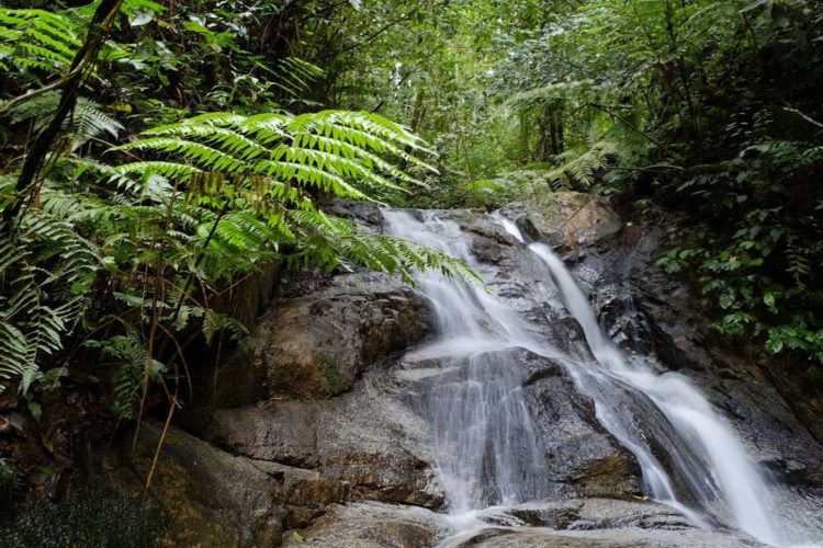 Terra Tree House: Immerse In Nature With Scenic Rainforest Views