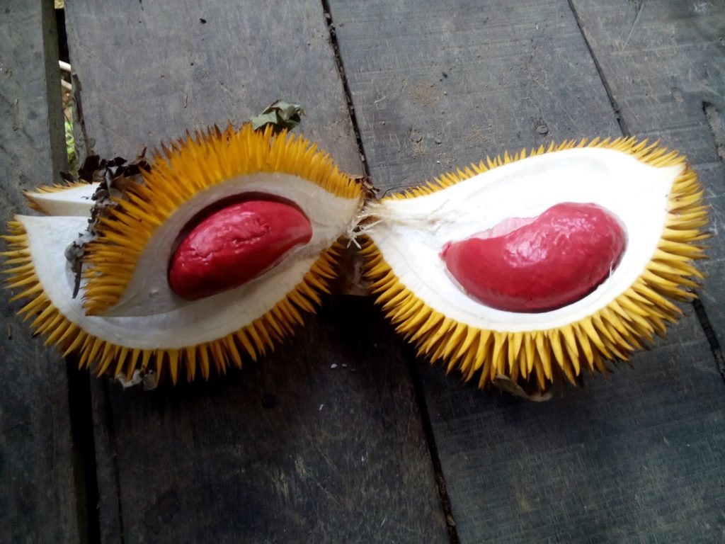 10 Durian Facts To Know To Call Yourself A Durian Connoisseur