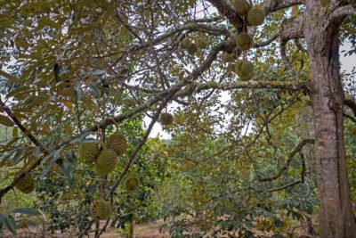 10 Durian Facts To Know To Call Yourself A Durian Connoisseur