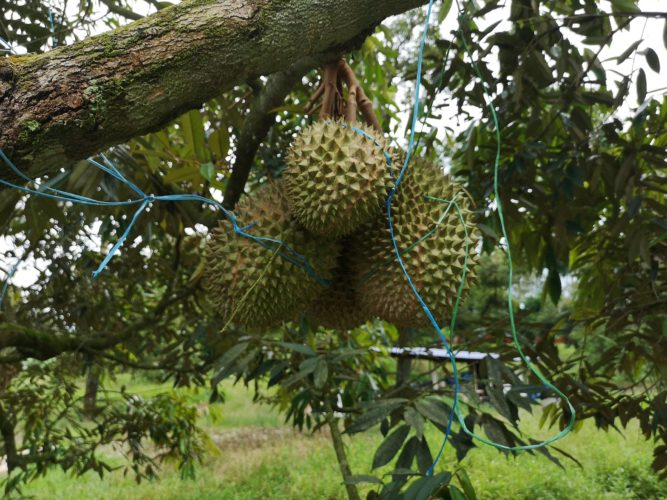 10 Durian Facts To Know To Call Yourself A Durian Connoisseur