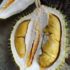 10 Durian Facts To Know To Call Yourself A Durian Connoisseur