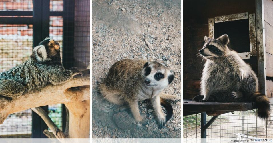 G2G Animal Garden: Kampung-style Petting Zoo For Animal Lovers
