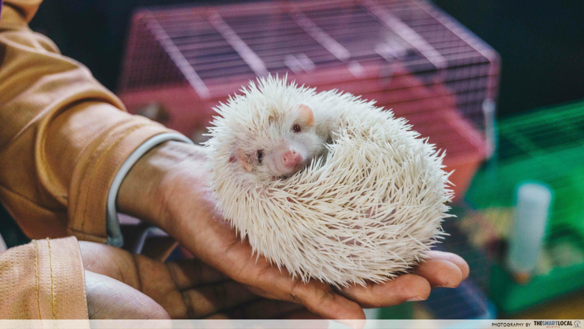 G2G Animal Garden: Kampung-style Petting Zoo For Animal Lovers