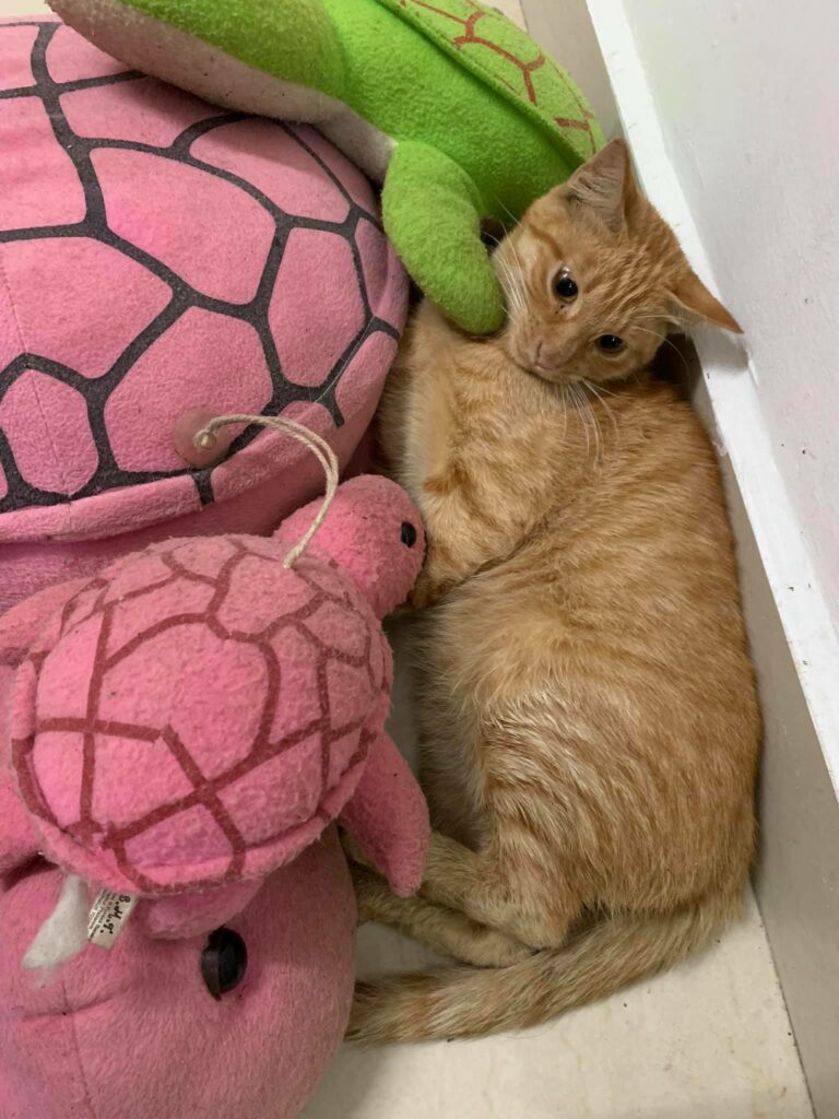 Man Rescues Frail Stray Cat On A Road At Genting Highlands