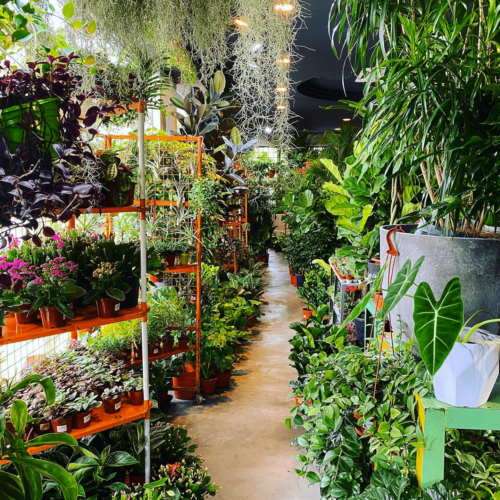 8 Boutique Plant Shops In Klang Valley With Easy-care Plants