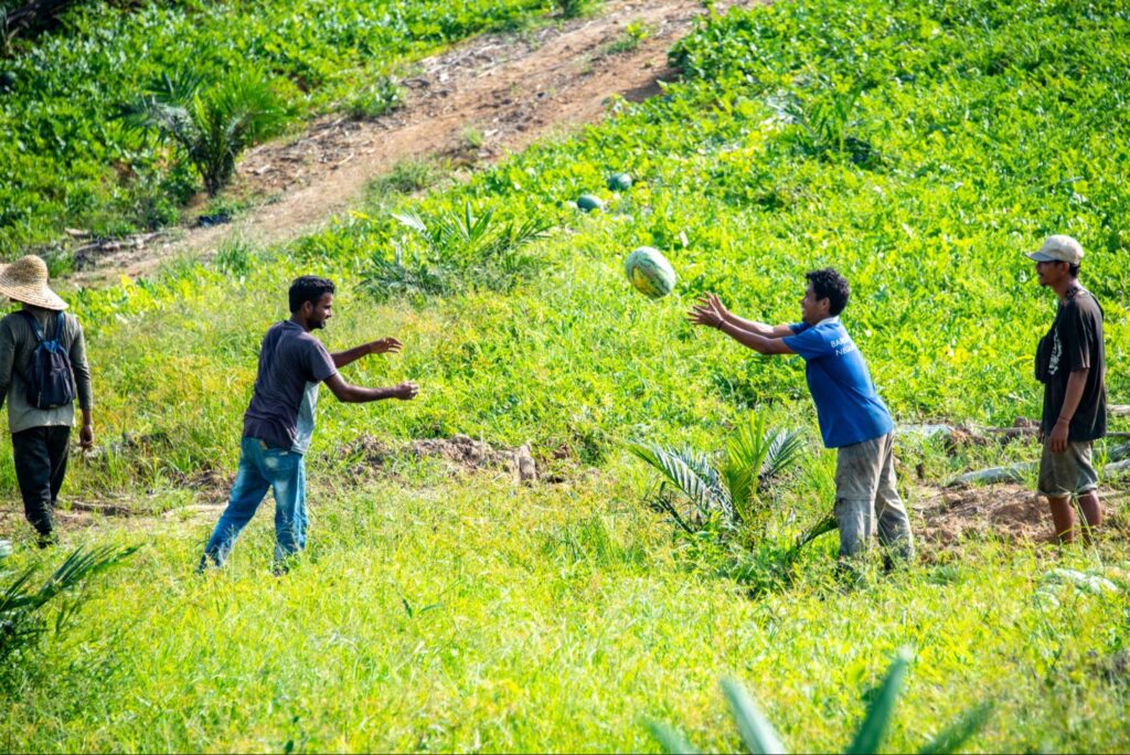 Melon Farming In Malaysia: What Farmers Do In A Typical Day