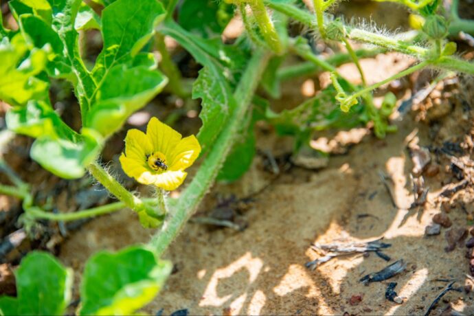 Melon Farming In Malaysia: What Farmers Do In A Typical Day