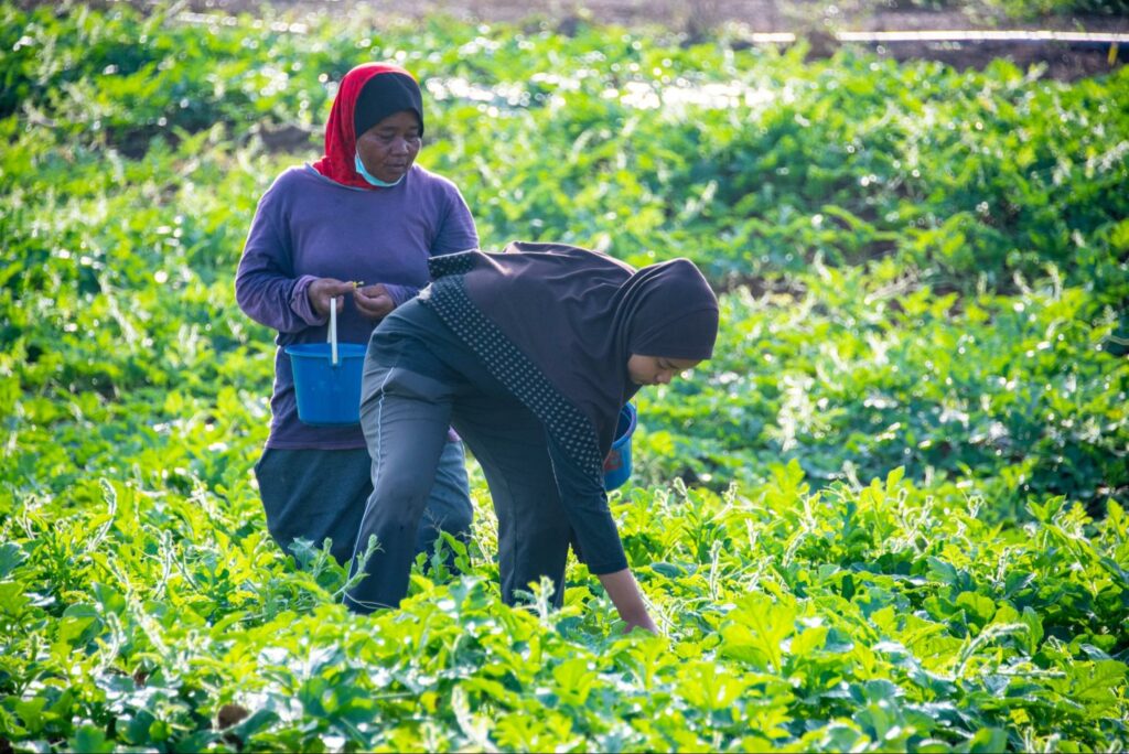 Melon Farming In Malaysia: What Farmers Do In A Typical Day