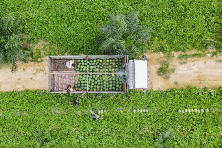 Melon Farming In Malaysia: What Farmers Do In A Typical Day