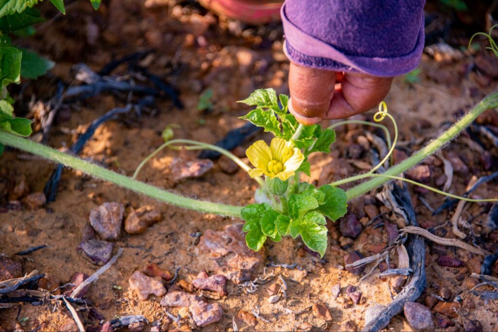 Melon Farming In Malaysia: What Farmers Do In A Typical Day