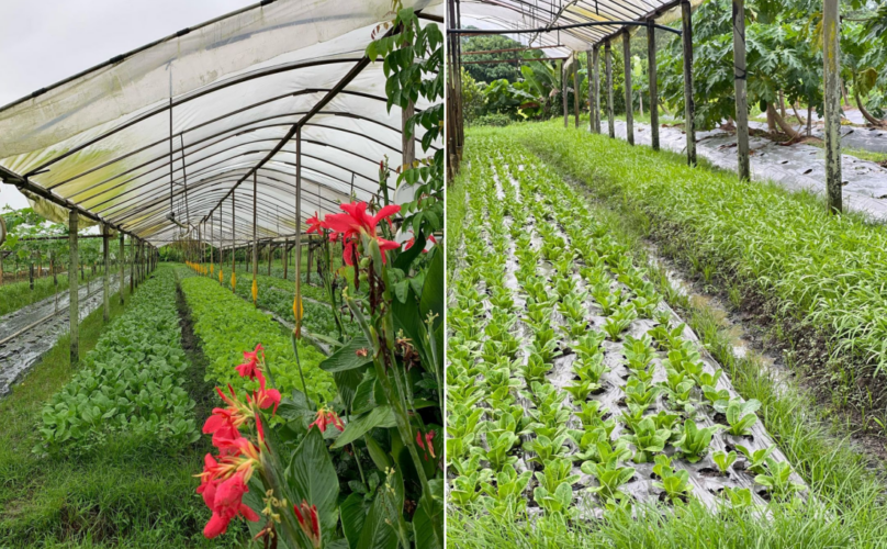 Kebun: Cafe On A Veggie Farm With Views Of Nature In Hulu Yam Lama