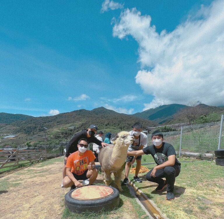 Alpaca Club In Kundasang Lets You Chill With Fluffy Alpacas & Enjoy ...