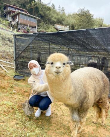 Alpaca Club In Kundasang Lets You Chill With Fluffy Alpacas & Enjoy ...