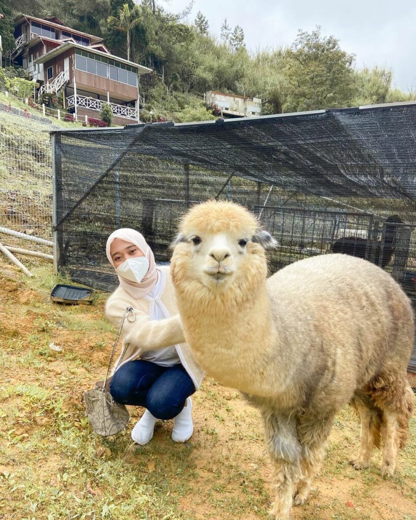 Alpaca Club In Kundasang Lets You Chill With Fluffy Alpacas & Enjoy ...