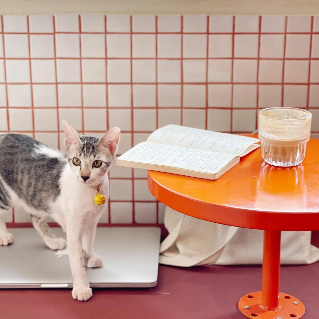 Poppy Kat Is A Retro Cafe That Has 20 Types Of Croffles & Resident Cats