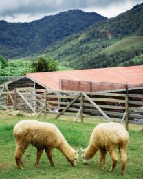 Alpaca Club In Kundasang Lets You Chill With Fluffy Alpacas & Enjoy ...