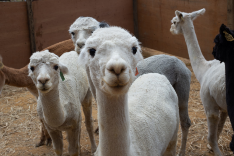 Alpaca Club In Kundasang Lets You Chill With Fluffy Alpacas & Enjoy ...