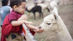 Alpaca Club In Kundasang Lets You Chill With Fluffy Alpacas & Enjoy ...