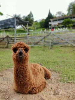 Alpaca Club In Kundasang Lets You Chill With Fluffy Alpacas & Enjoy ...