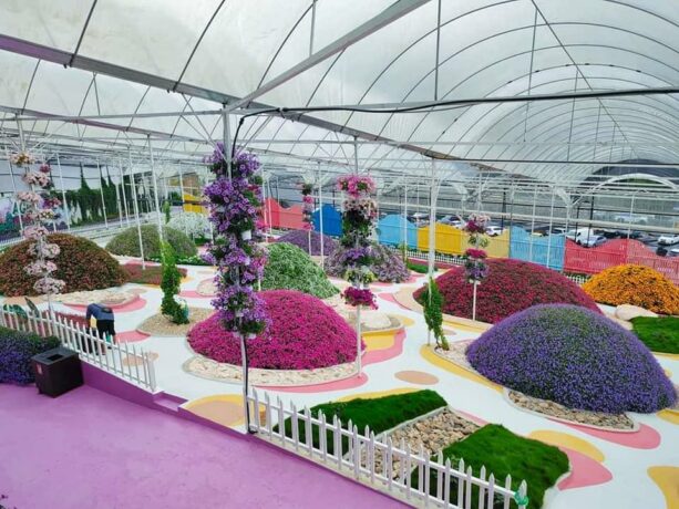 Agro Market Is A Flora Park In Cameron Highlands With A "Santorini" Zone