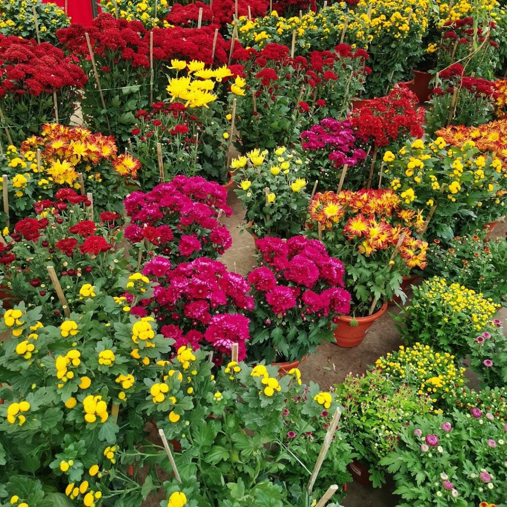 Florists In KL & PJ: Where To Get Flowers & Bouquets From RM40